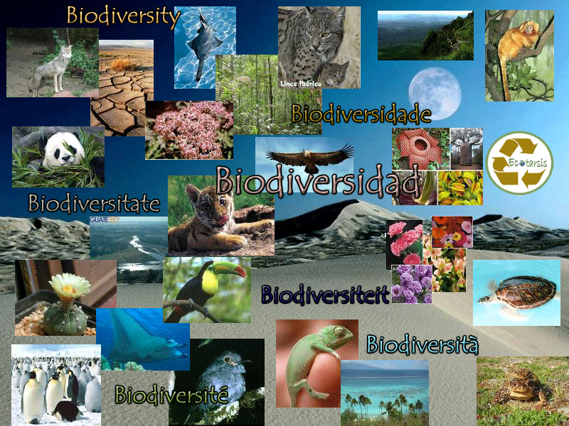 EL MEDIO AMBIENTE: BIODIVERSIDAD DE ECOSISTEMAS